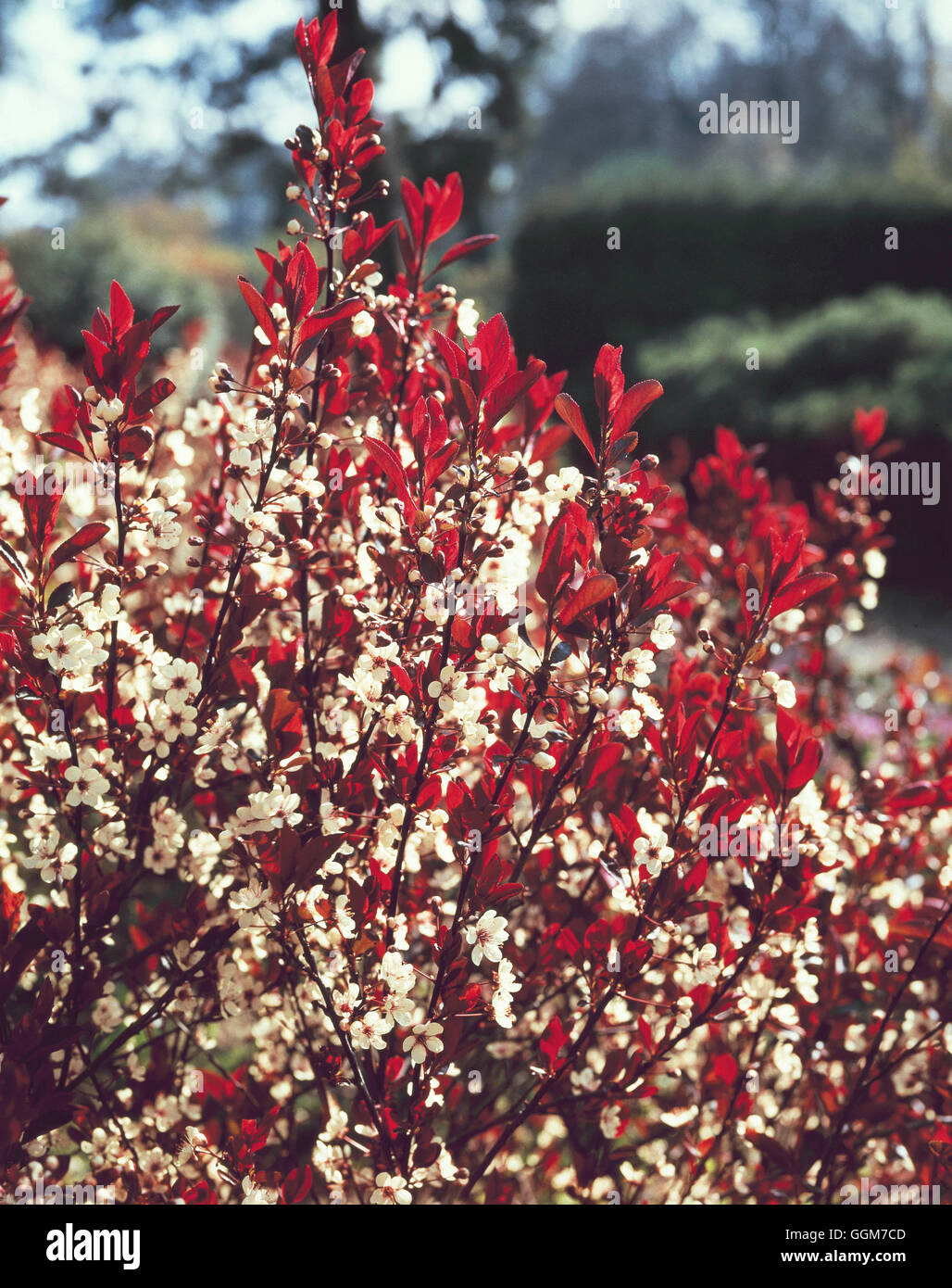 Prunus x cistena AGM - (Syn P. `Crimson Dwarf') TRS028025 Stock Photo ...