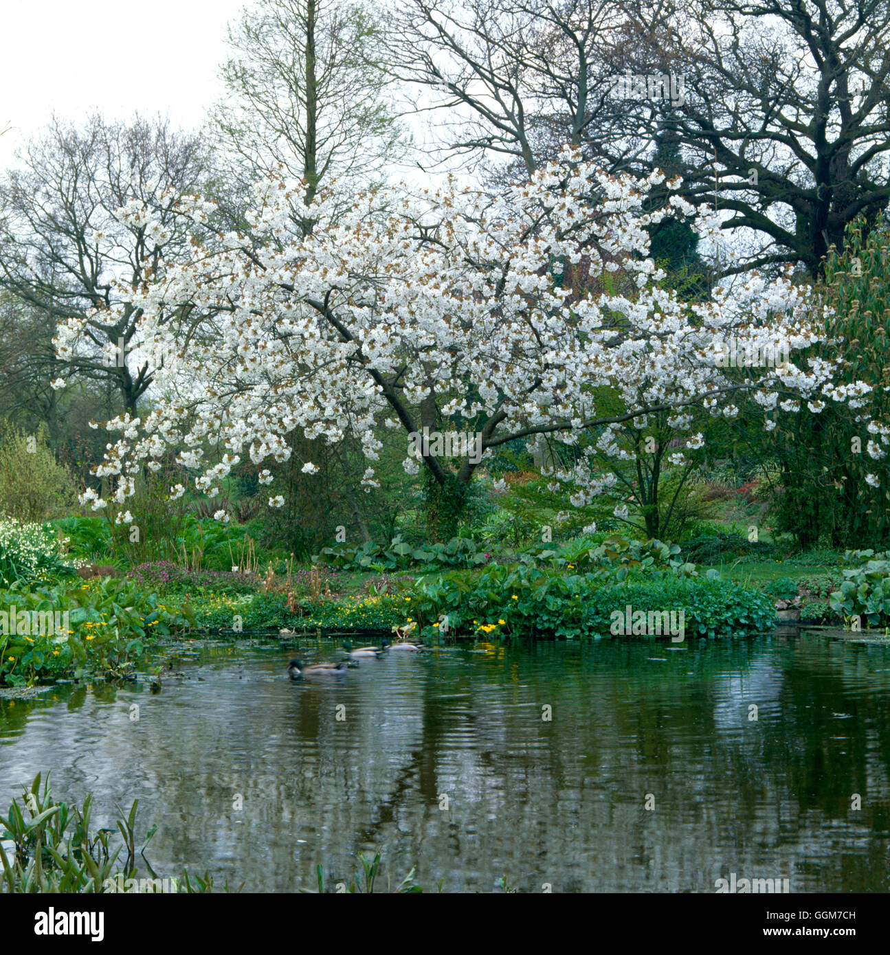 Prunus - `Taihaku' AGM J Great White Cherry TRS028050 Stock Photo - Alamy