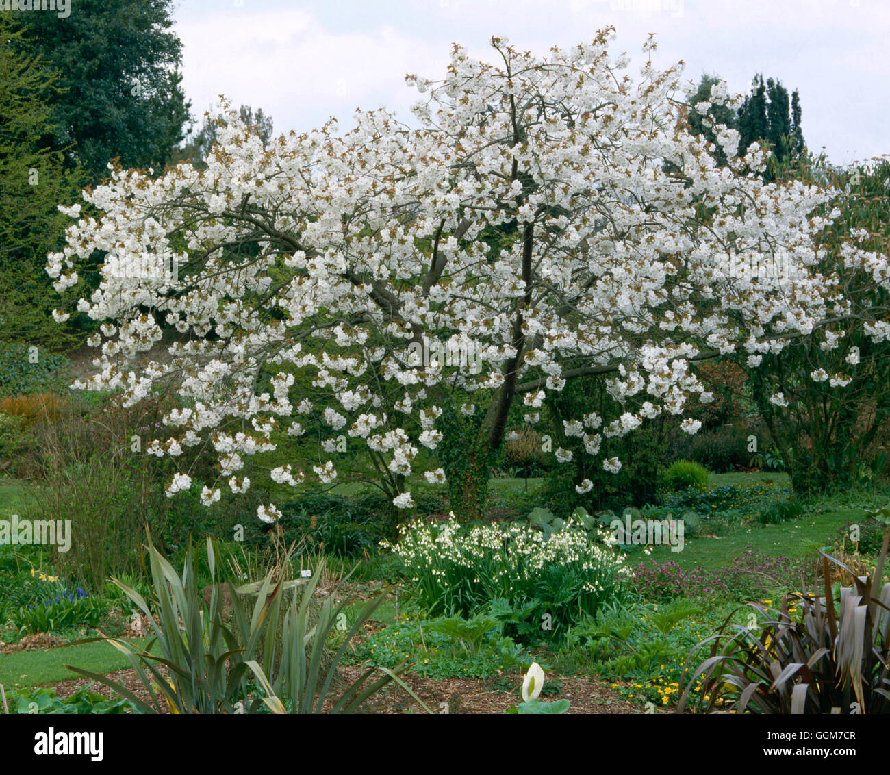 Taihaku Tree High Resolution Stock Photography and Images - Alamy