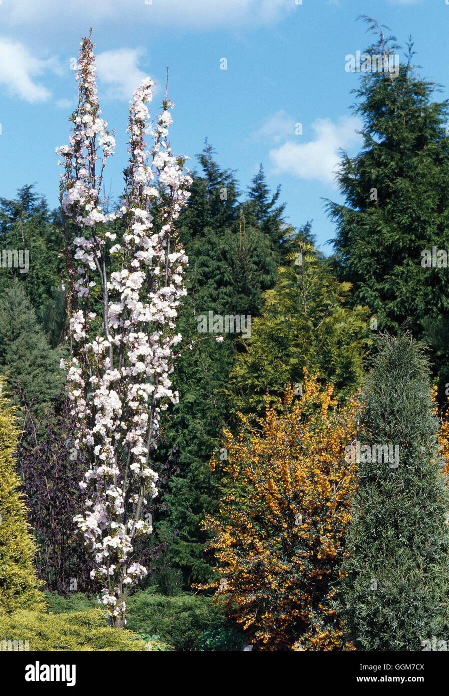 ‘amanogawa’ agm hi-res stock photography and images - Alamy