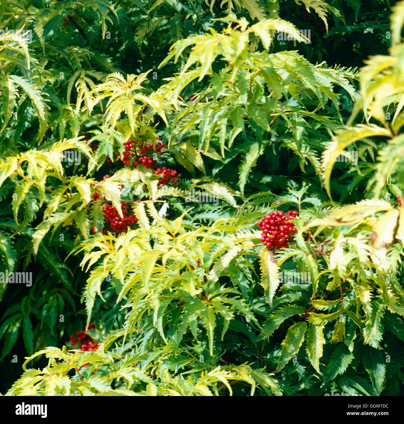 Sambucus plumosa aurea hi-res stock photography and images - Alamy