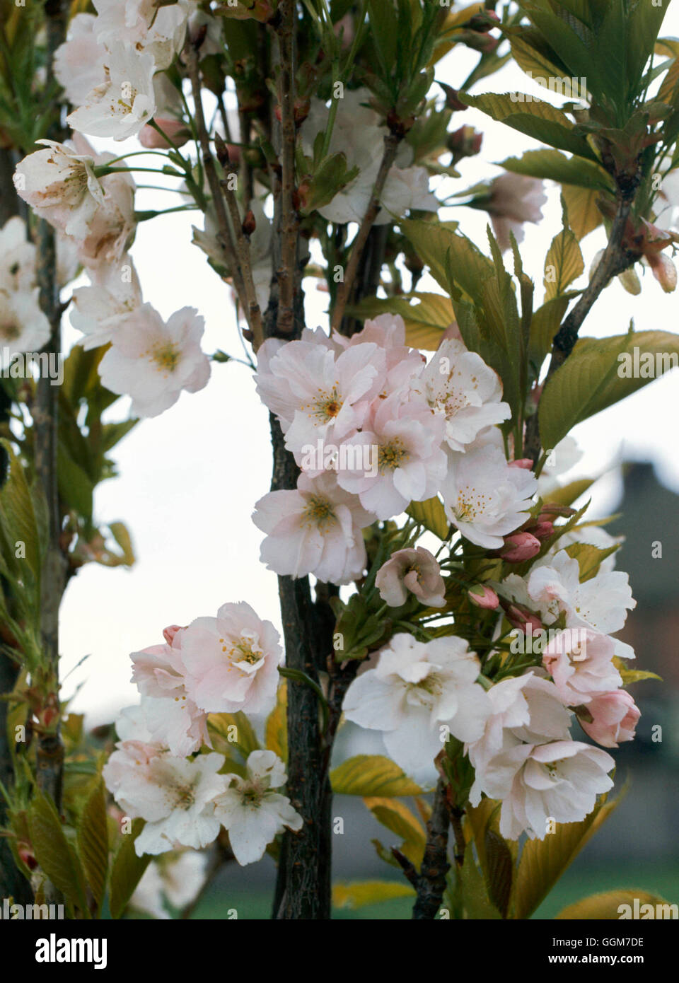 Prunus amanogawa tree hi-res stock photography and images - Alamy