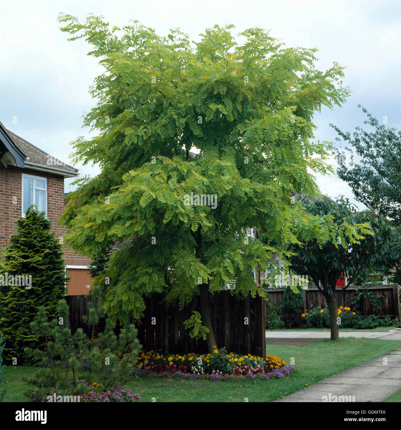 Robinia pseudoacacia - `Frisia' AGM TRS028987 Stock Photo - Alamy