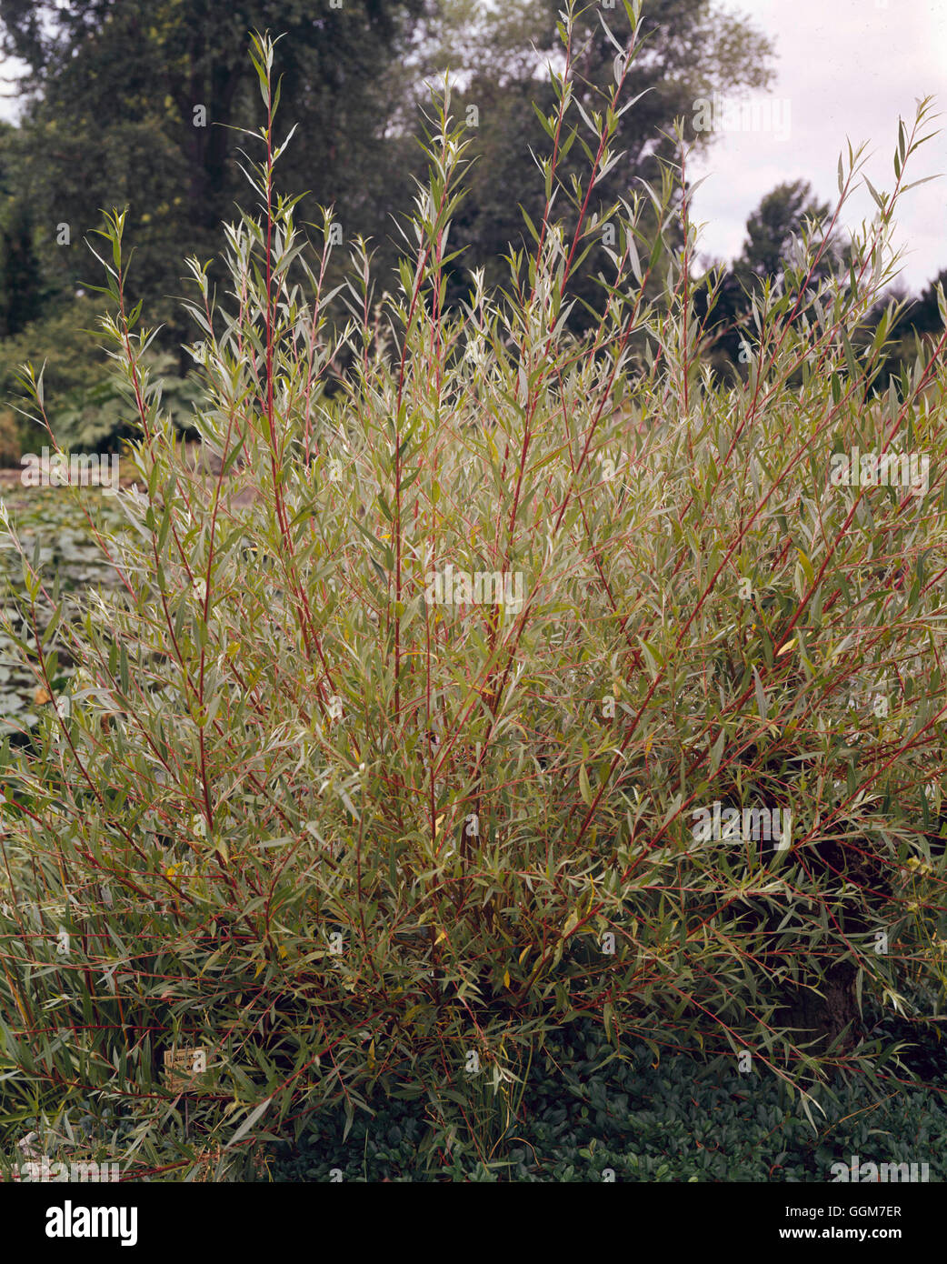 Salix alba - `Vitellina' TRS029460 Stock Photo - Alamy