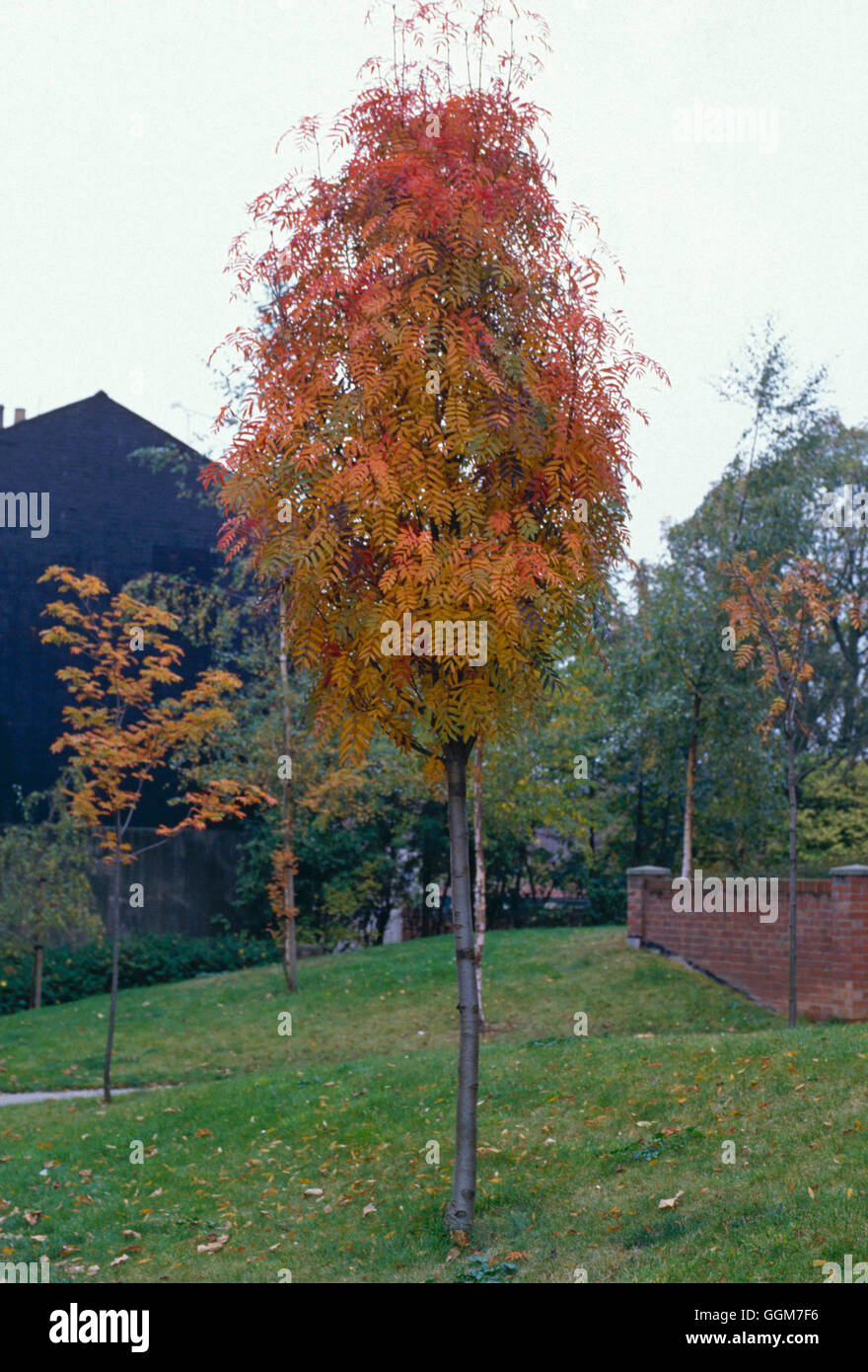 Sorbus commixta- in Autumn colour TRS029881 Stock Photo - Alamy