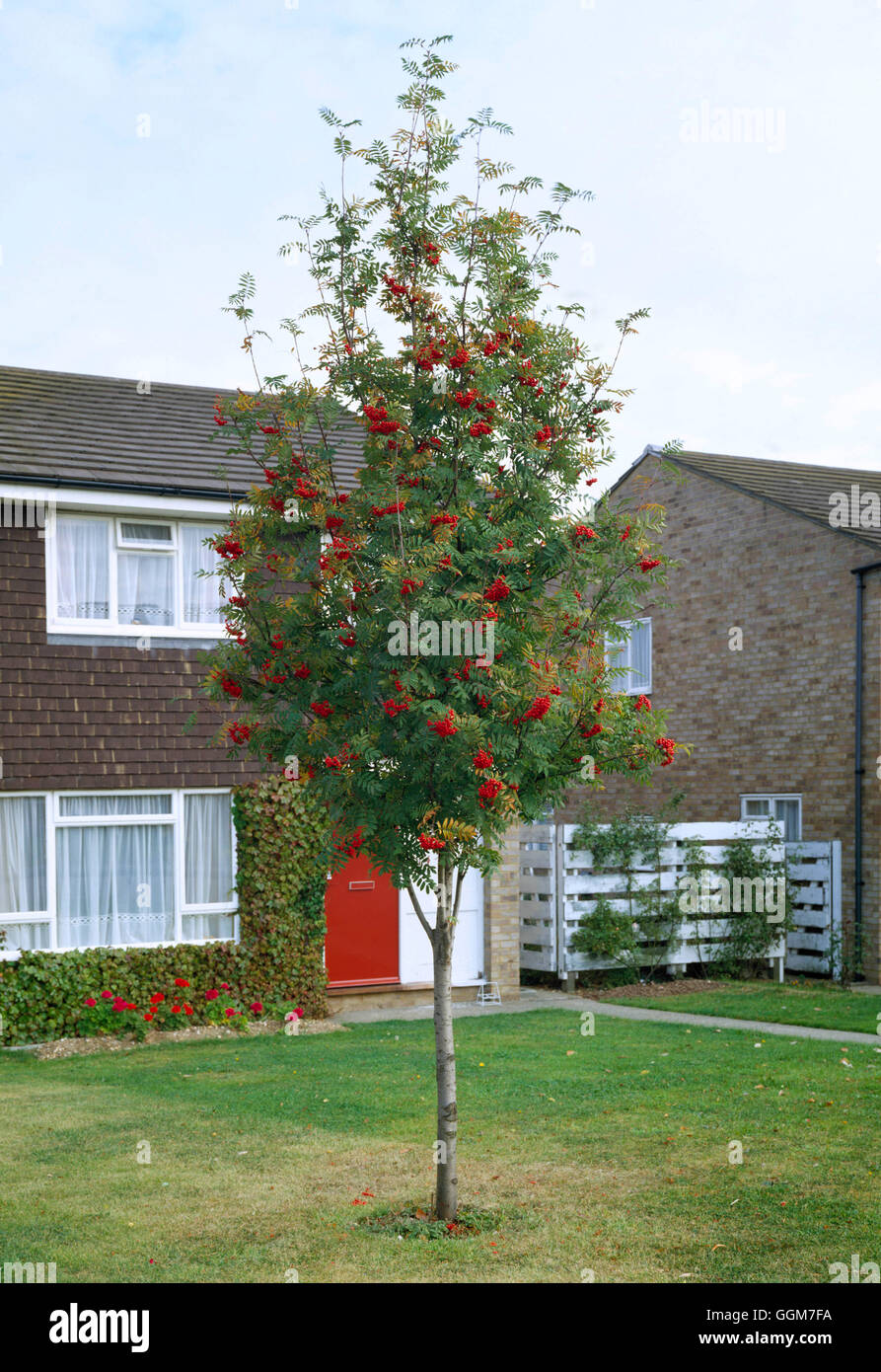 Sorbus aucuparia - `Sheerwater Seedling' AGM TRS029924 Stock Photo - Alamy