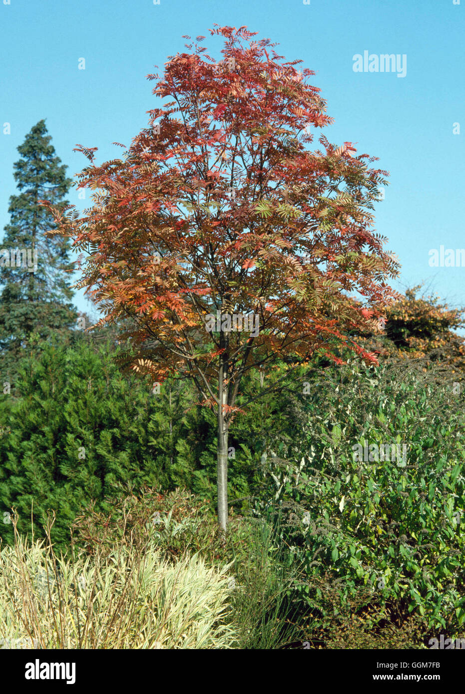 Sorbus matsumurana - Japanese Mountain Ash TRS029926 Stock Photo - Alamy
