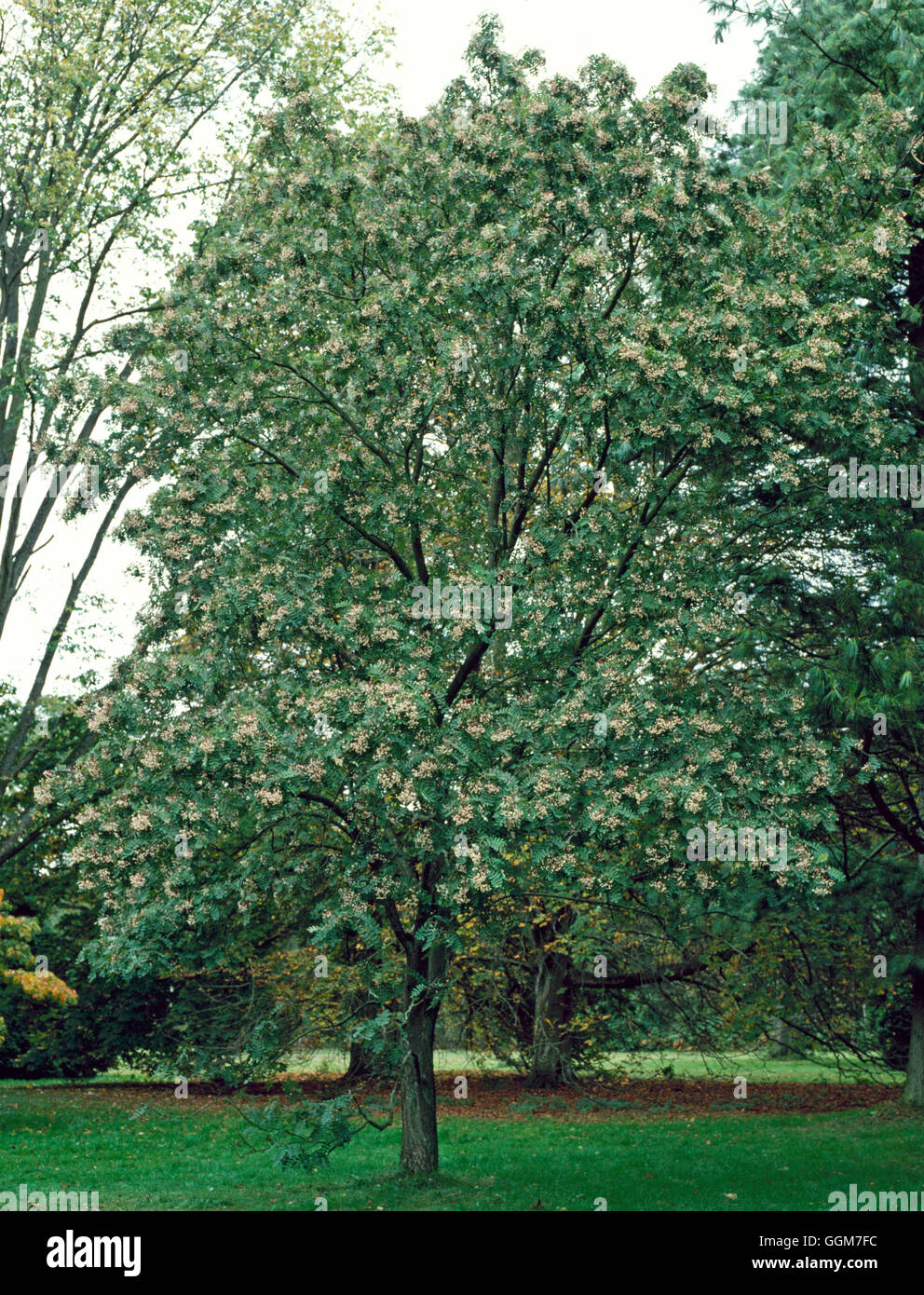 Sorbus hupehensis hi-res stock photography and images - Alamy