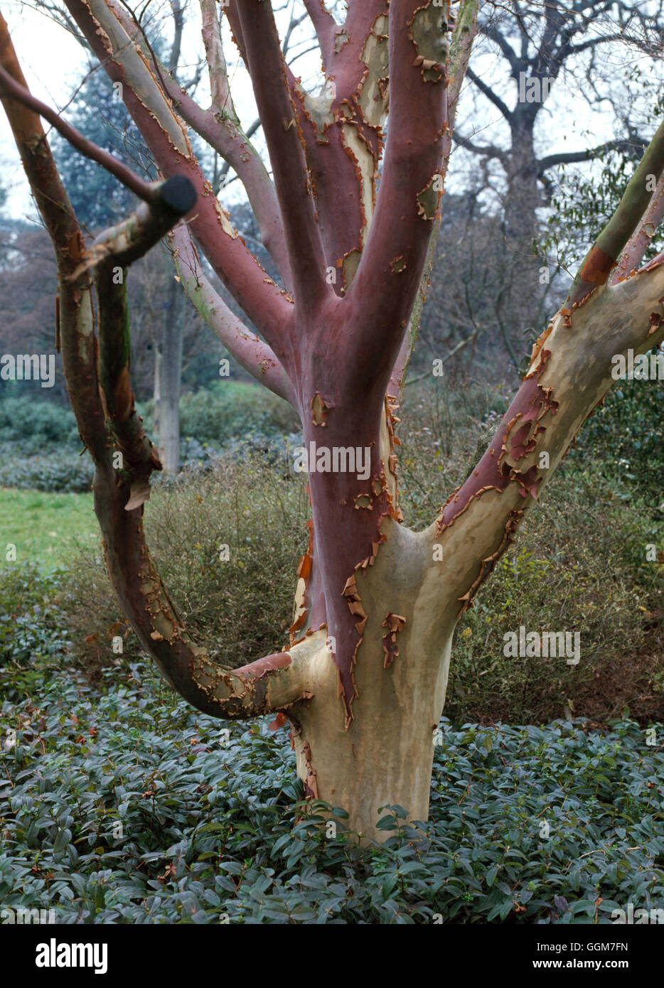 Stewartia sinensis hi-res stock photography and images - Alamy
