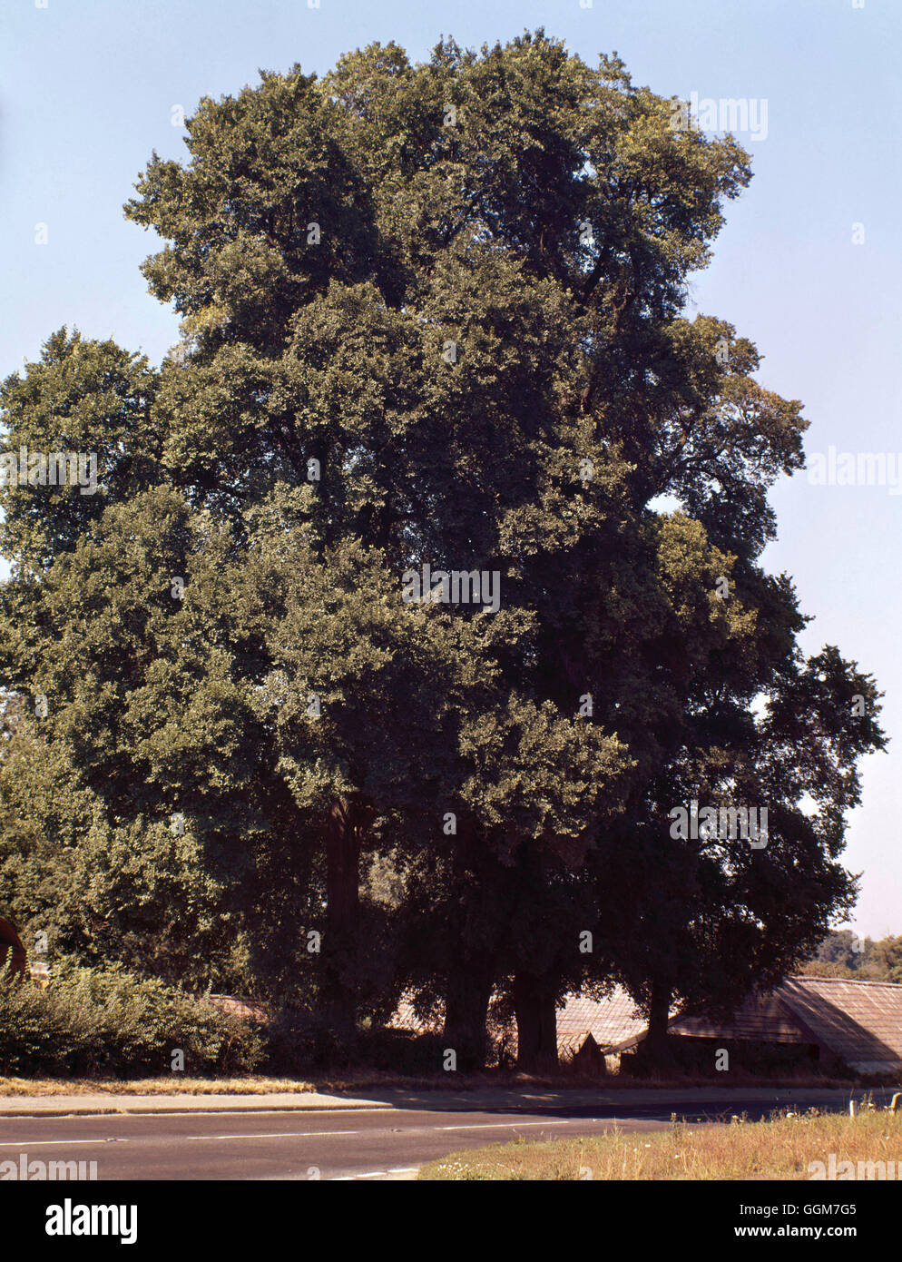 English elm tree hi-res stock photography and images - Alamy
