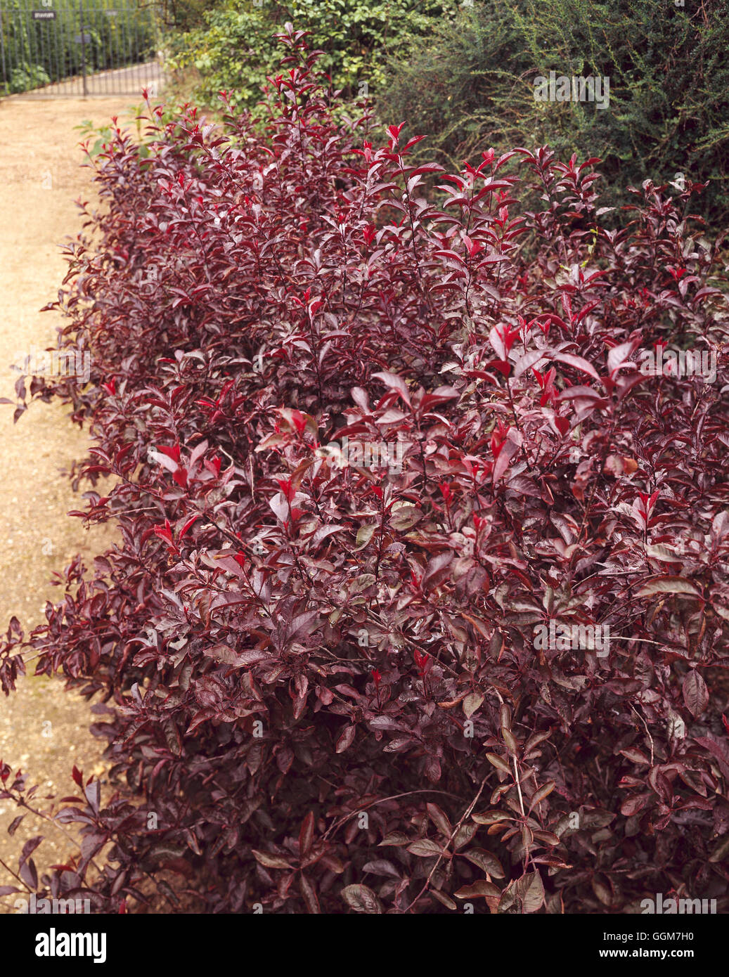 Prunus x cistena - (Syn P. `Crimson Dwarf') TRS031810 Stock Photo - Alamy