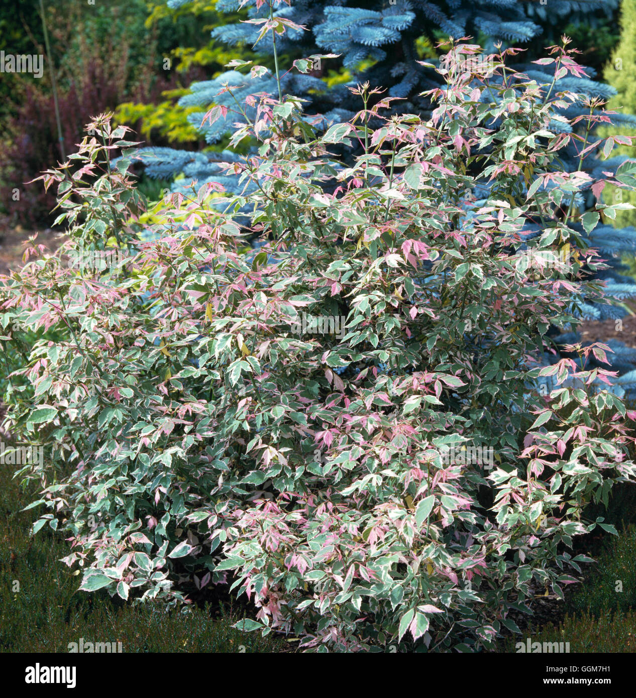 Acer negundo flamingo hi-res stock photography and images - Alamy