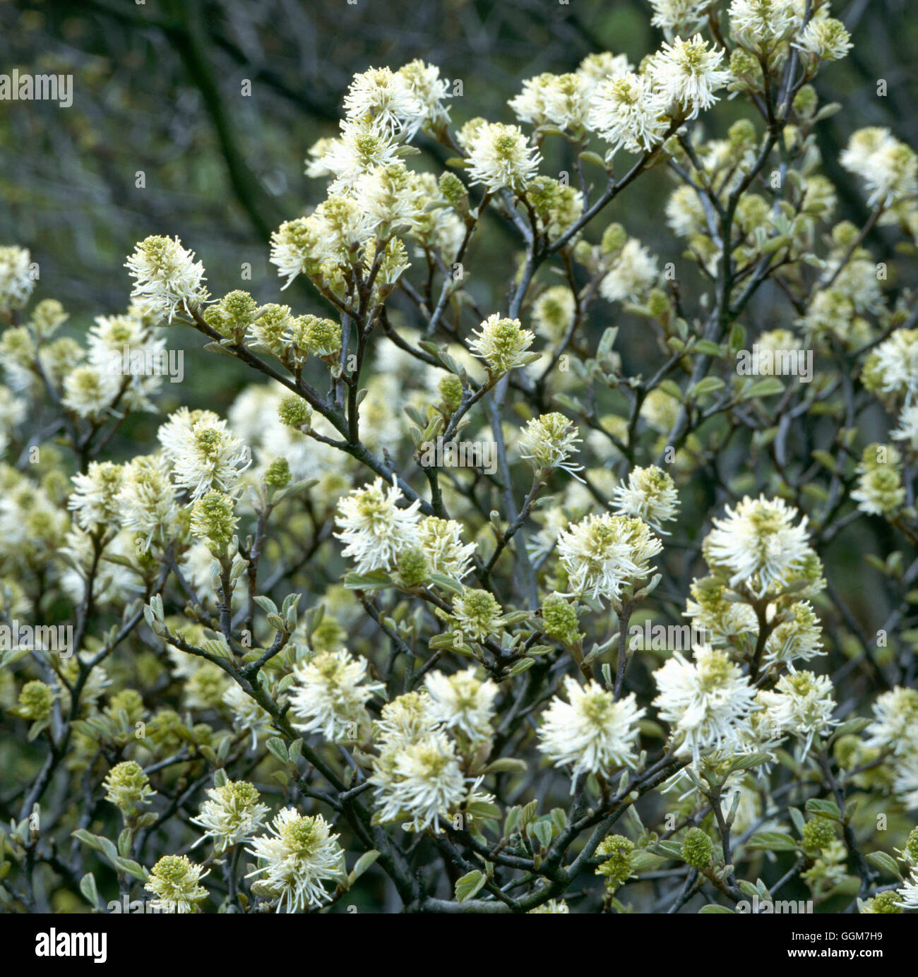 Fothergilla hi-res stock photography and images - Alamy