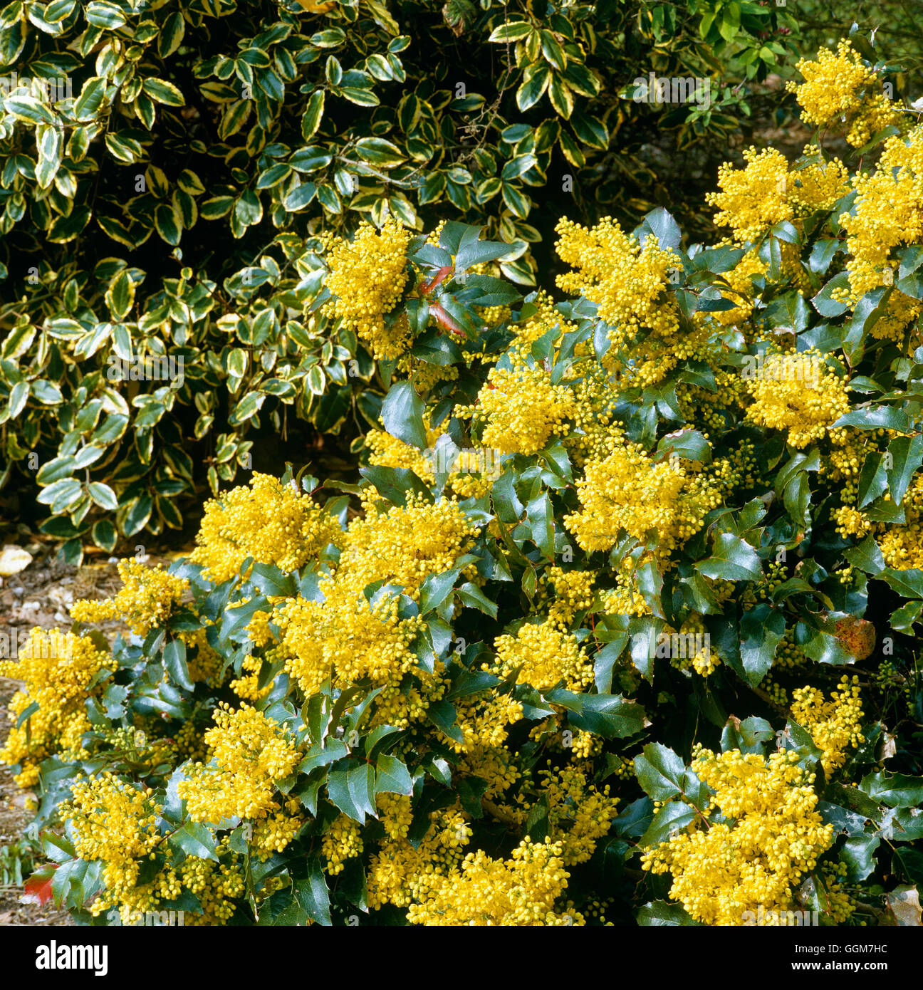 Mahonia aquifolium hi-res stock photography and images - Alamy