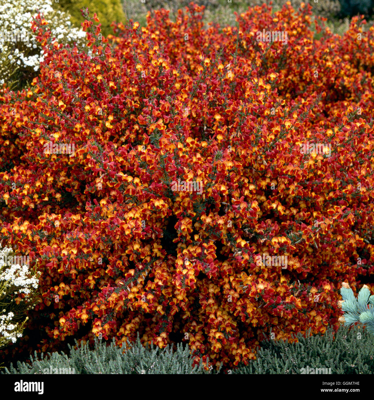 Cytisuslena hi-res stock photography and images - Alamy