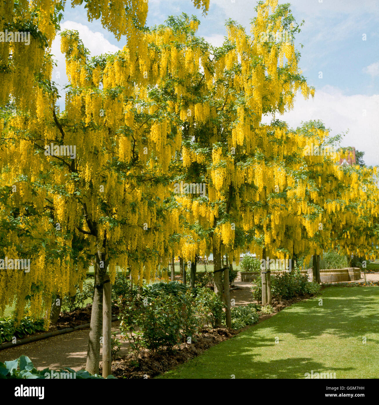 Laburnum x watereri - `Vossii' AGM TRS034941 Stock Photo - Alamy