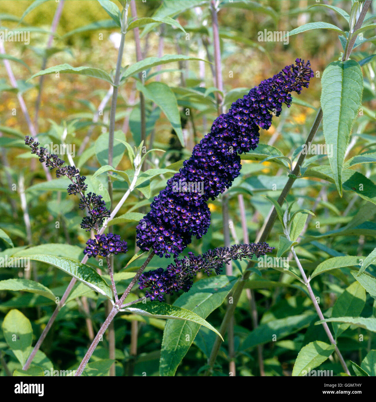 Buddleja davidii - `Black Knight' AGM TRS036517 Stock Photo - Alamy