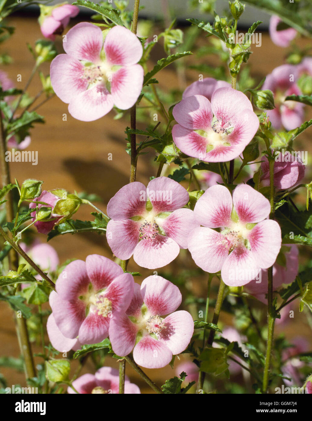 Anisodontea capensis TRS038423 Stock Photo - Alamy