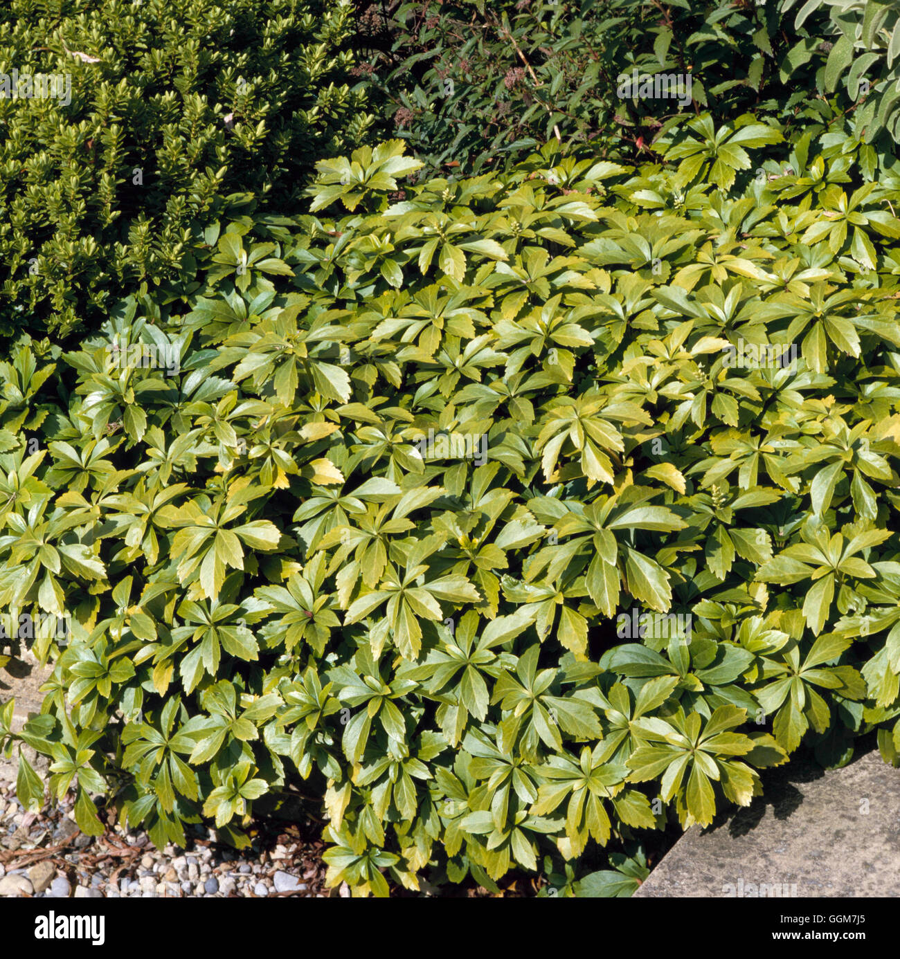 Pachysandra terminalis TRS039092 Stock Photo - Alamy