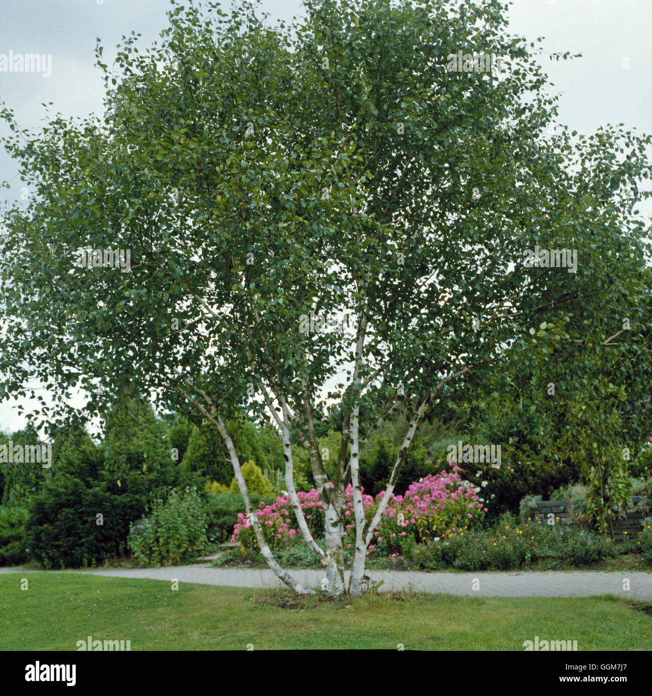 Betula Utilis Jacquemontii Multi Stem Tree | ubicaciondepersonas.cdmx ...