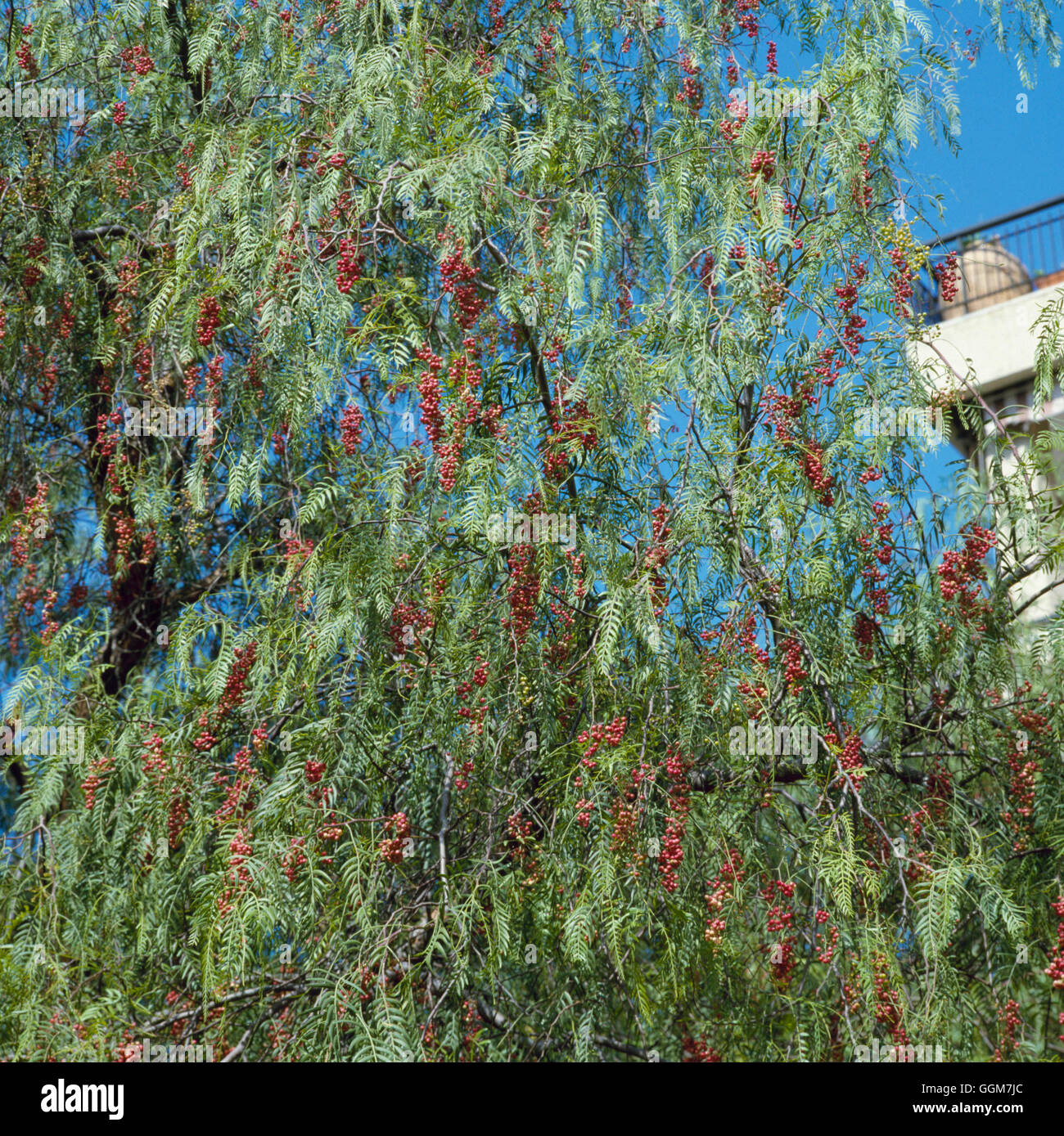 Schinus molle - Pepper Tree TRS040279 Stock Photo - Alamy