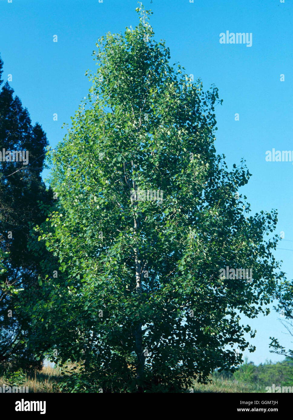 Populus tremuloides TRS041442 Stock Photo - Alamy