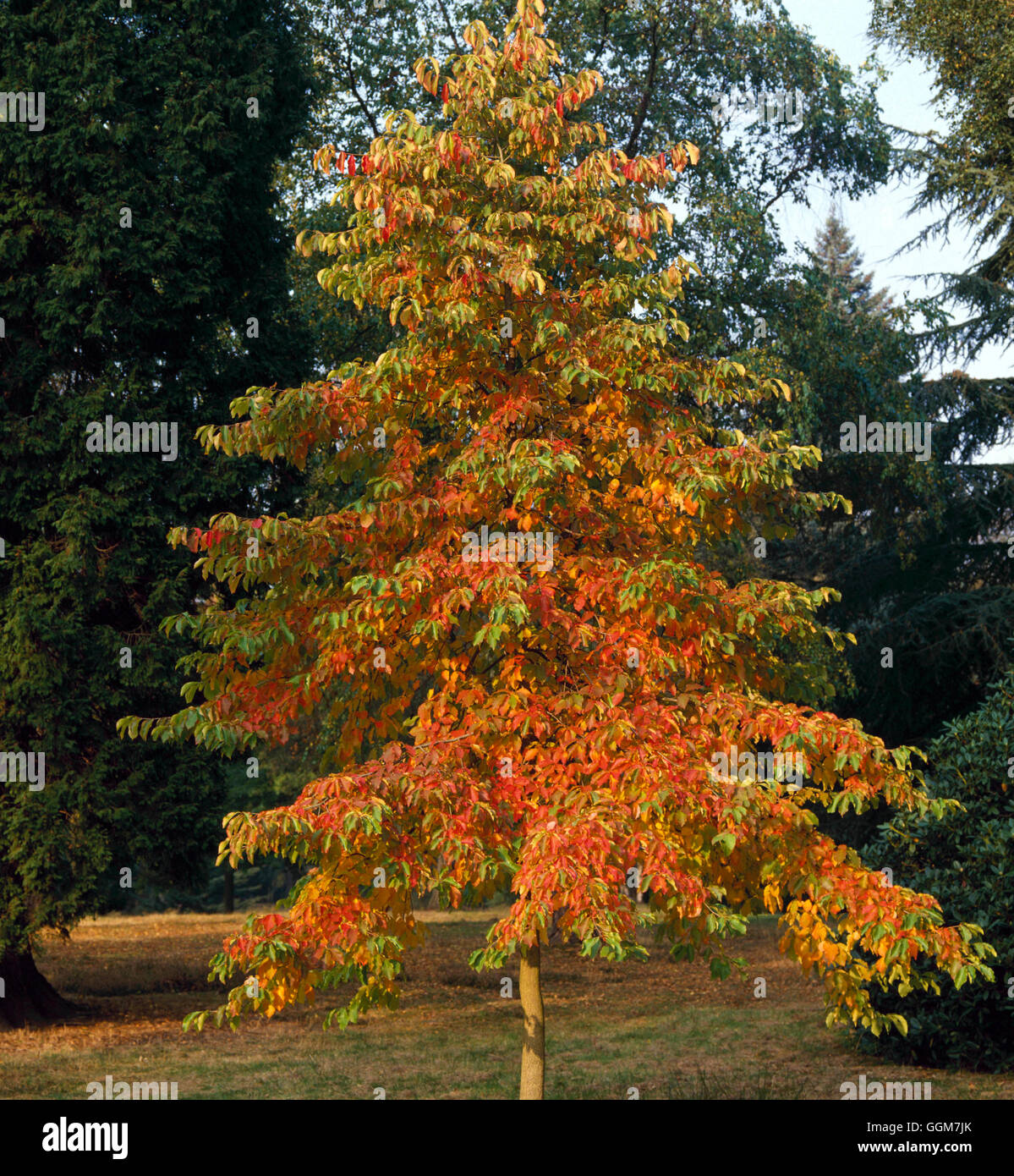 Nyssa sylvatica AGM - in Autumn colour TRS041526 Stock Photo - Alamy