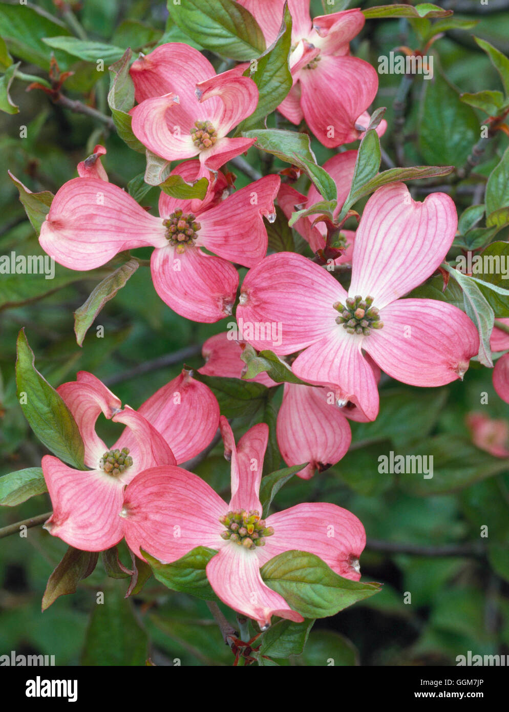Cornus florida - `Cherokee Chief' AGM TRS041828 Stock Photo - Alamy