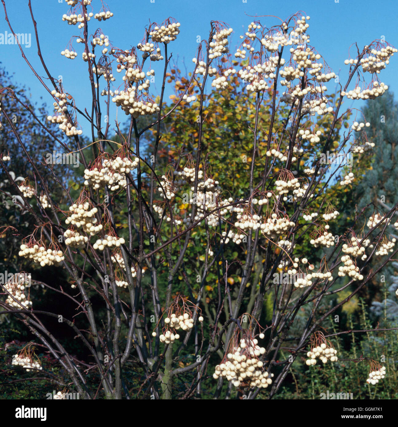 Sorbus cashmiriana AGM TRS041910 Stock Photo - Alamy