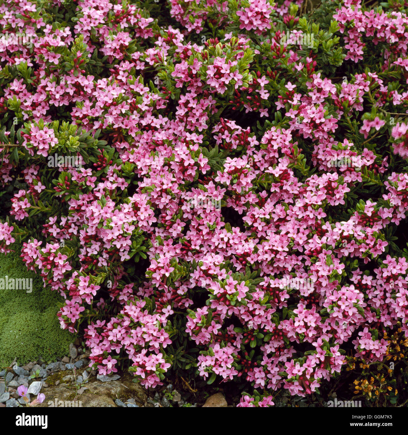 Daphne cneorum - Garland Flower TRS043595 Stock Photo - Alamy