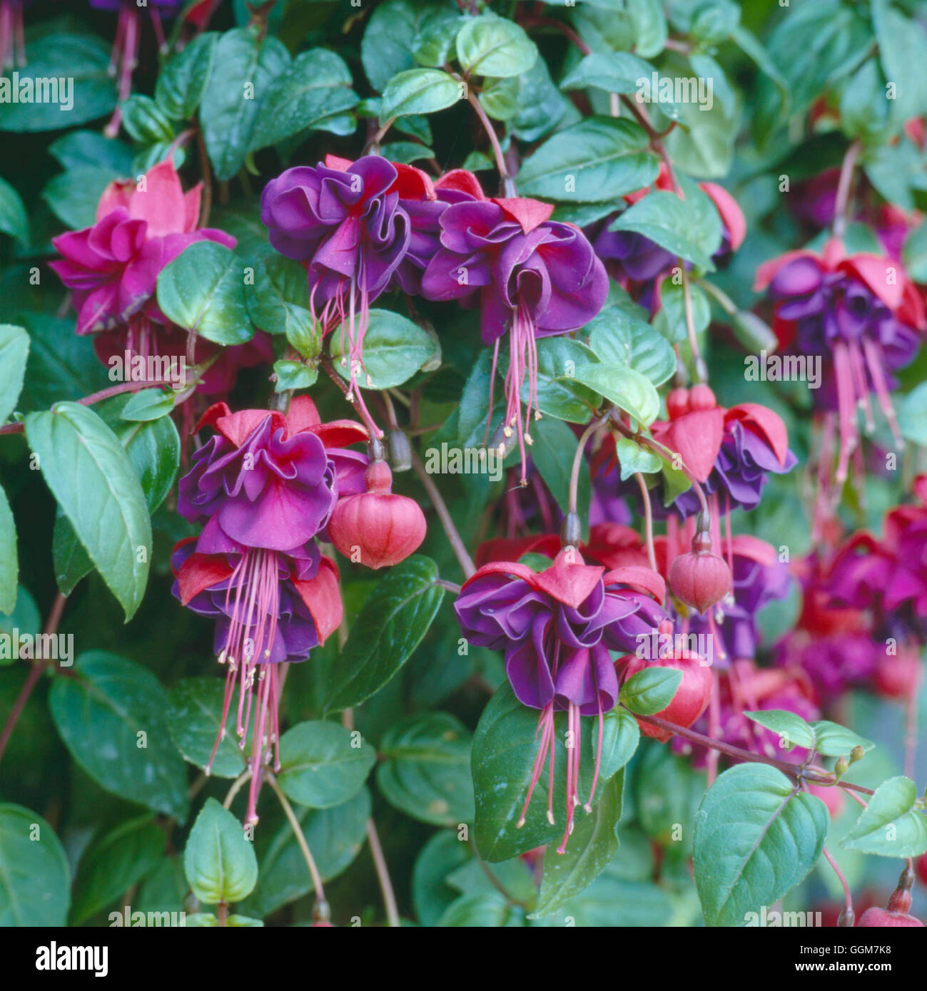 Fuchsia - `Dark Eyes' AGM TRS044862 Stock Photo - Alamy