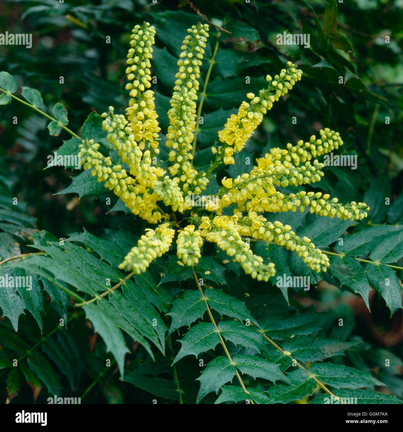 Mahonia Mahonia Media Winter Sun High Resolution Stock Photography and ...