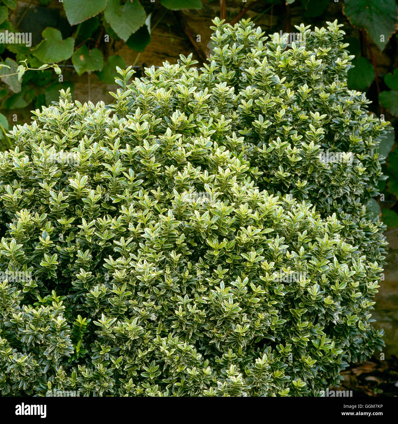 Microphyllus albovariegatus hi-res stock photography and images - Alamy