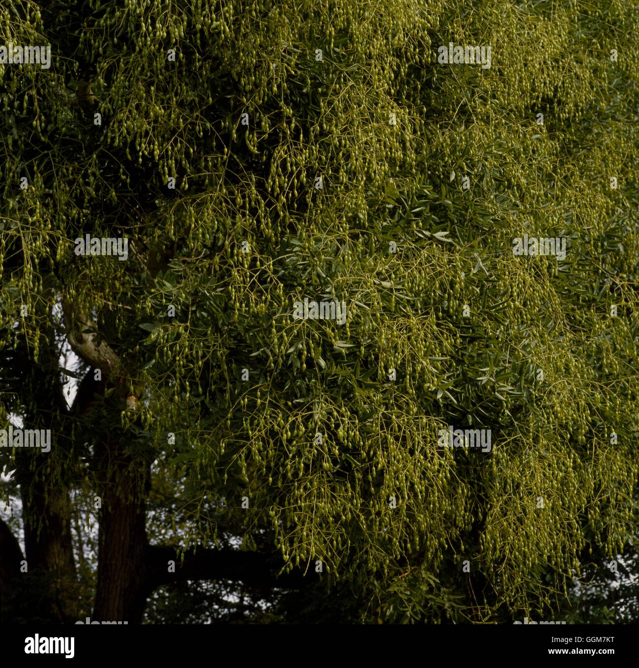 Sophora japonica showing seed heads Japanese Pagoda tree" Date: 13/06 ...