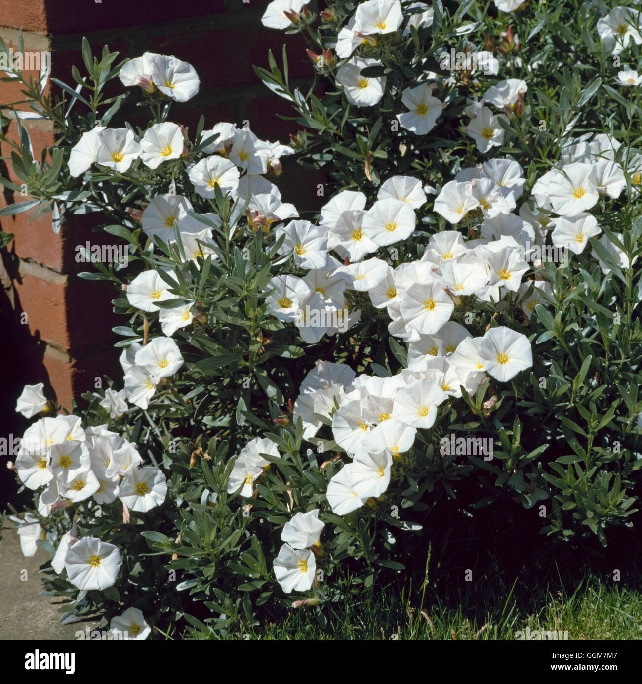 Convolvulus cneorum AGM TRS050790 Stock Photo - Alamy
