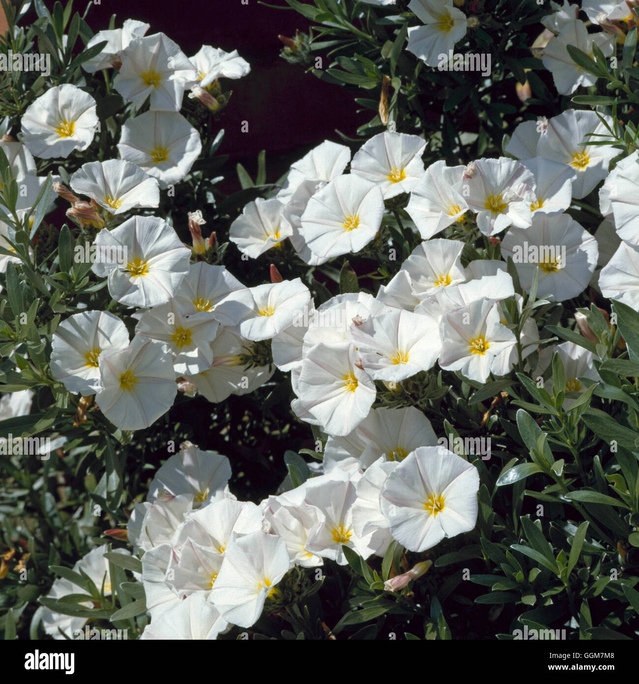 Convolvulus cneorum AGM TRS050791 Stock Photo - Alamy