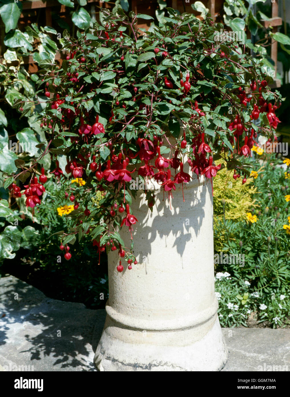 Fuchsia - `Marinka' TRS050864 Stock Photo - Alamy