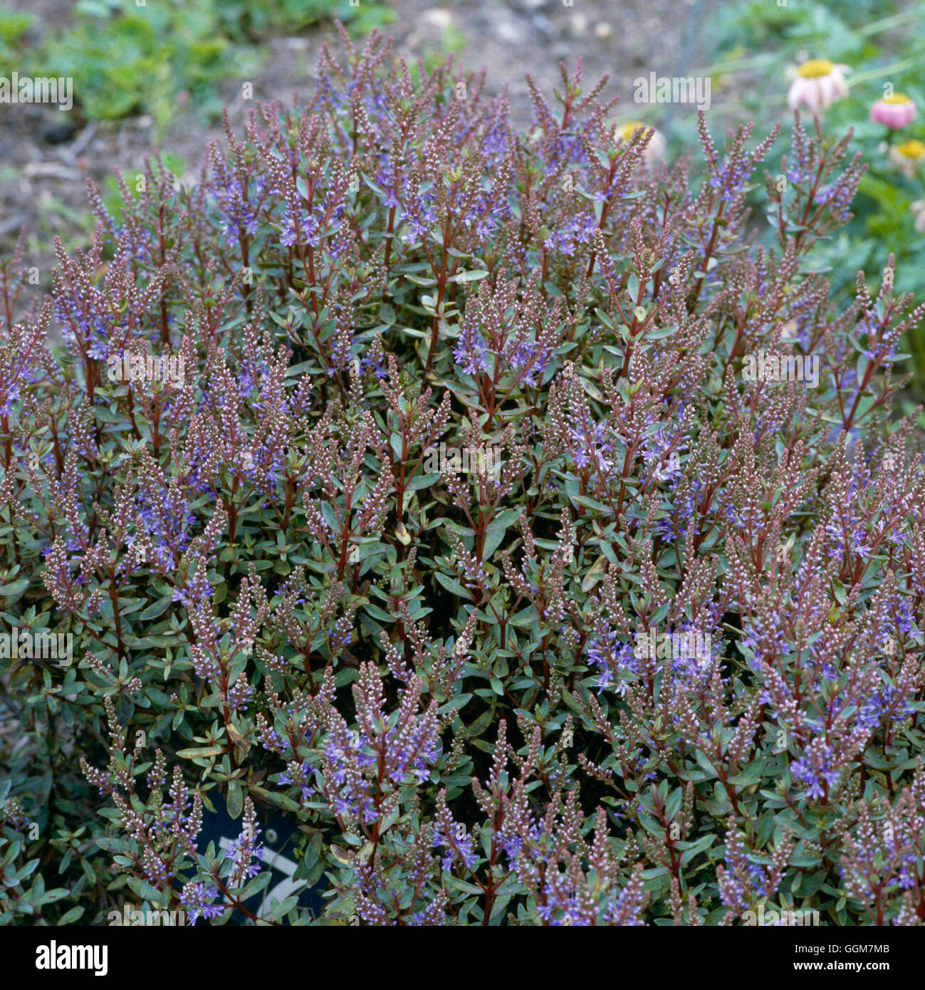 Hebe caledonia hi-res stock photography and images - Alamy