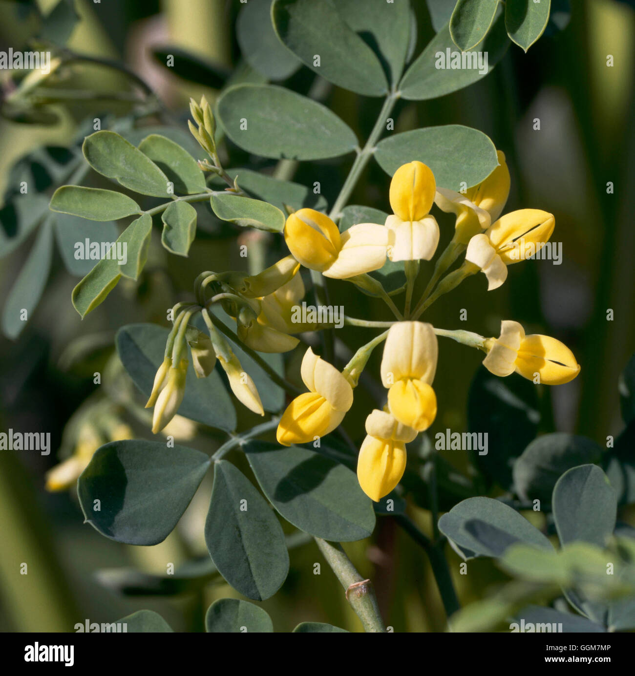 Coronilla glauca citrina hi-res stock photography and images - Alamy