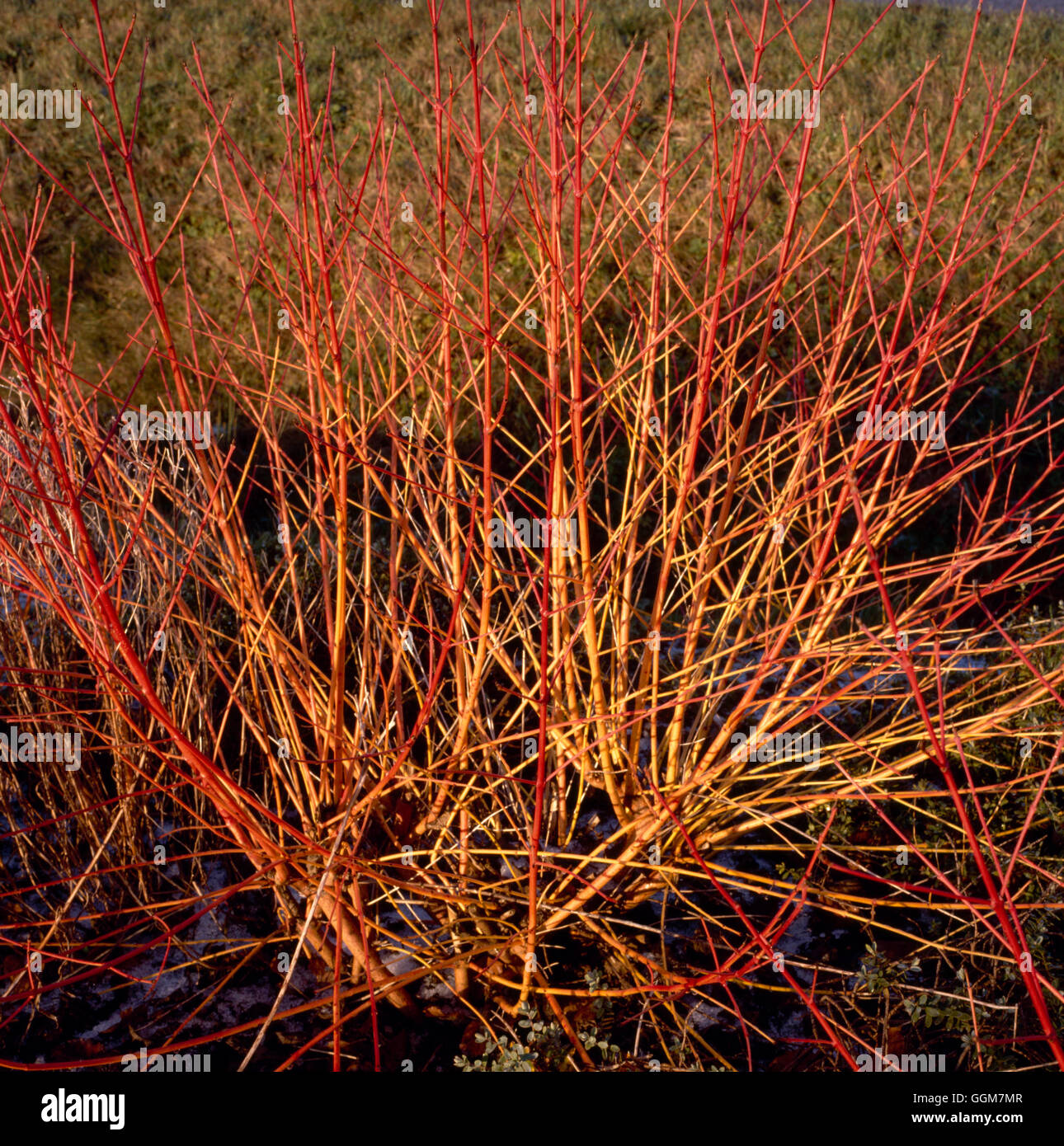 Cornus sanguinea winter beauty hi-res stock photography and images - Alamy