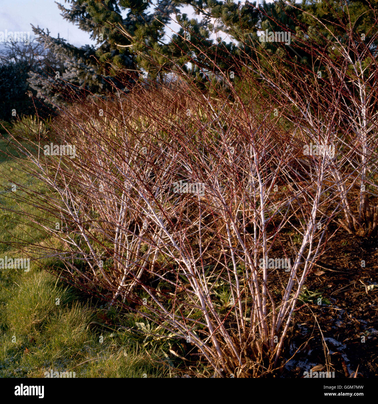 Rubus thibetanus - (Syn R.t. 'Silver Fern') TRS081535 Stock Photo - Alamy