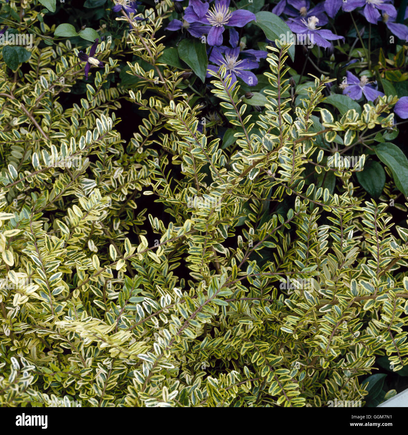 Lonicera nitida hi-res stock photography and images - Alamy