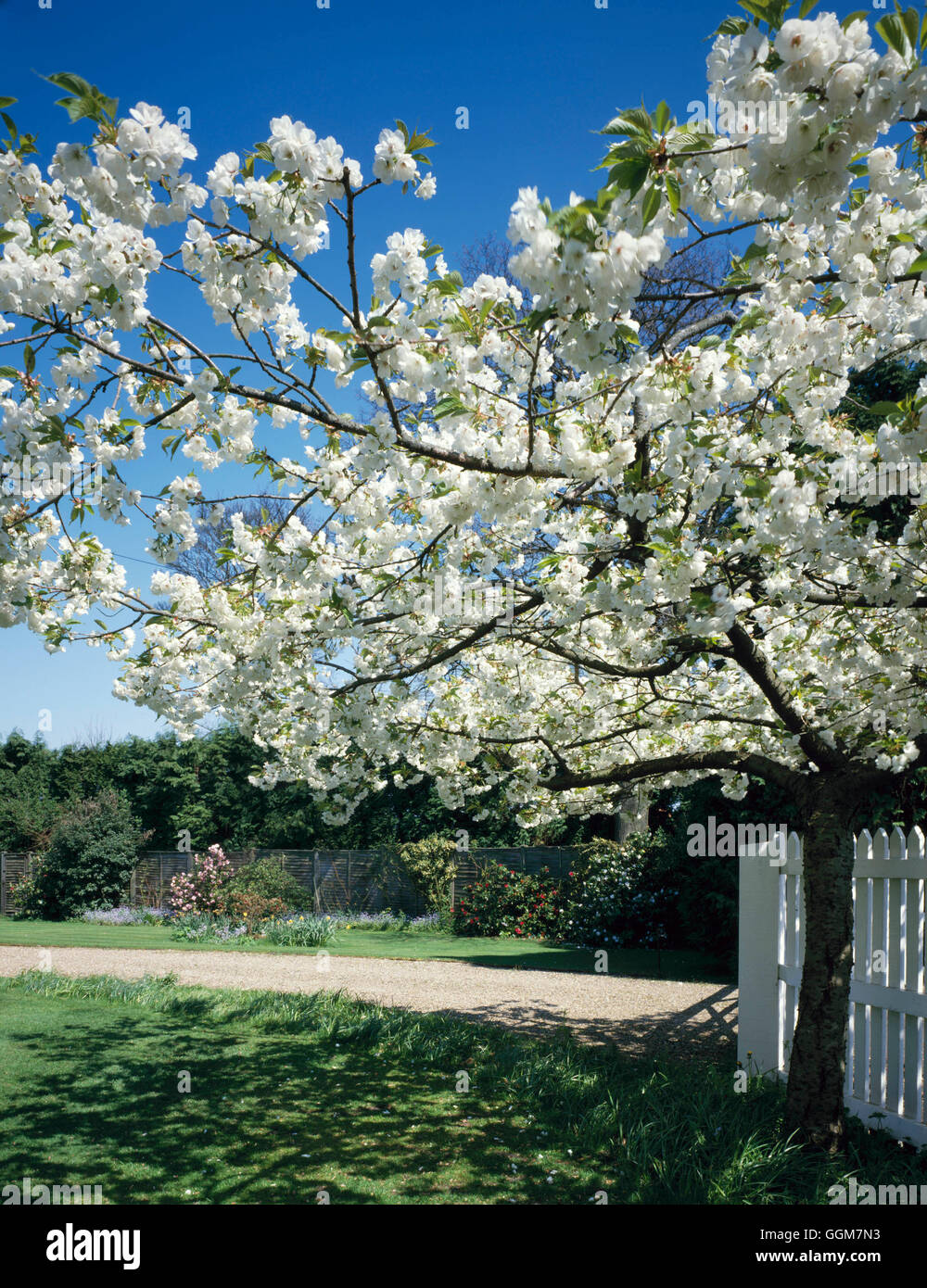 Shirotae hi-res stock photography and images - Alamy