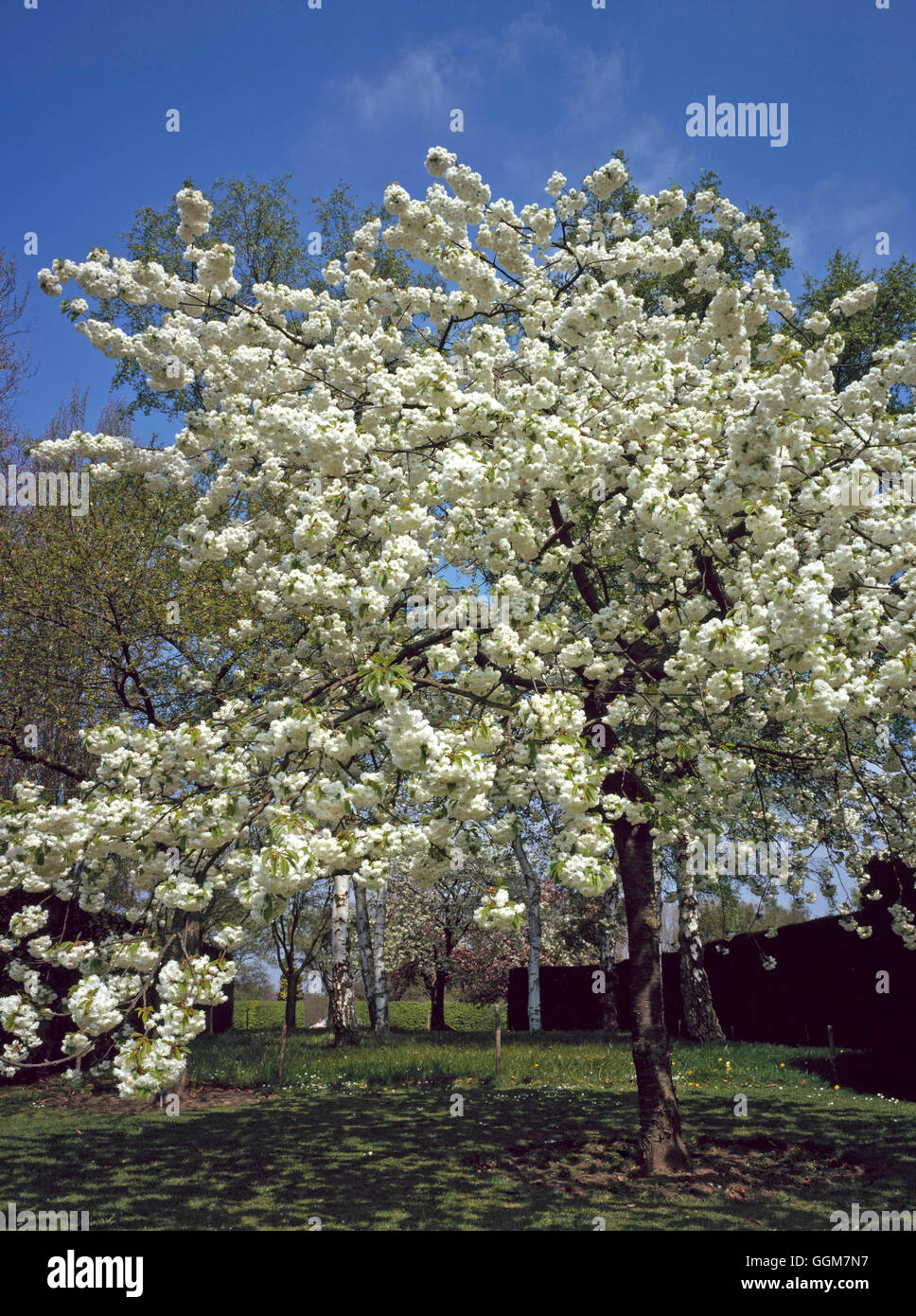 Plena hi-res stock photography and images - Alamy