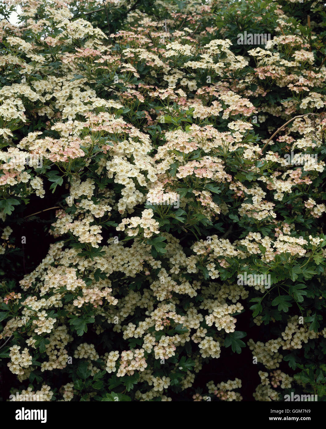 Crataegus monogyna - in flower Hawthorn ""May""" TRS082180 Stock Photo ...