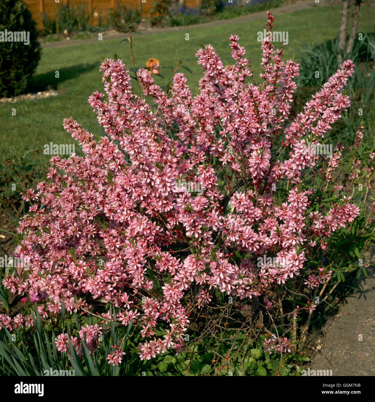 Prunus tenella - `Fire Hill' TRS082204 Stock Photo - Alamy