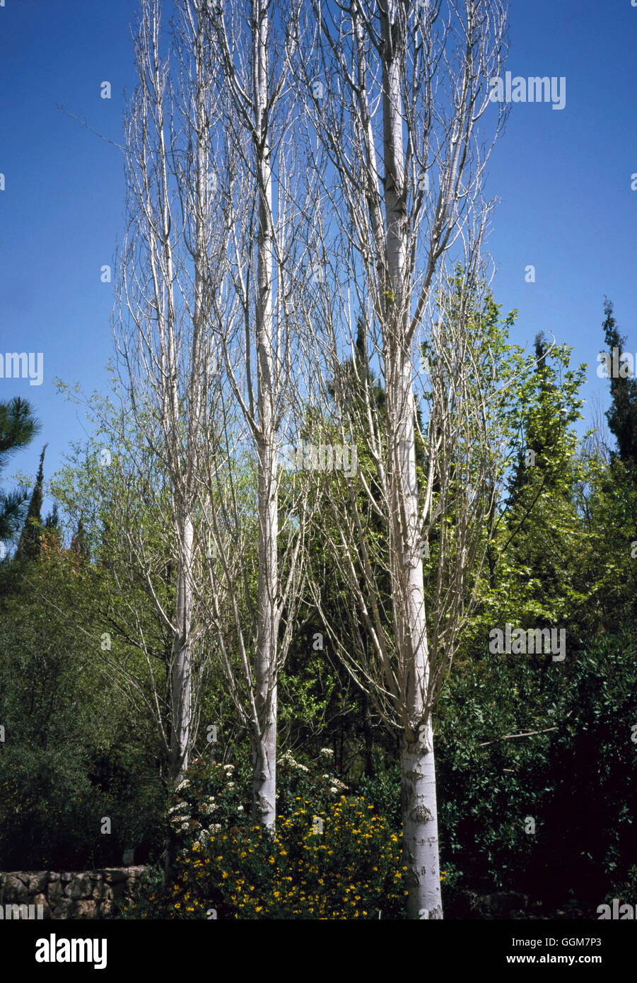 Blackpoplar hi-res stock photography and images - Alamy