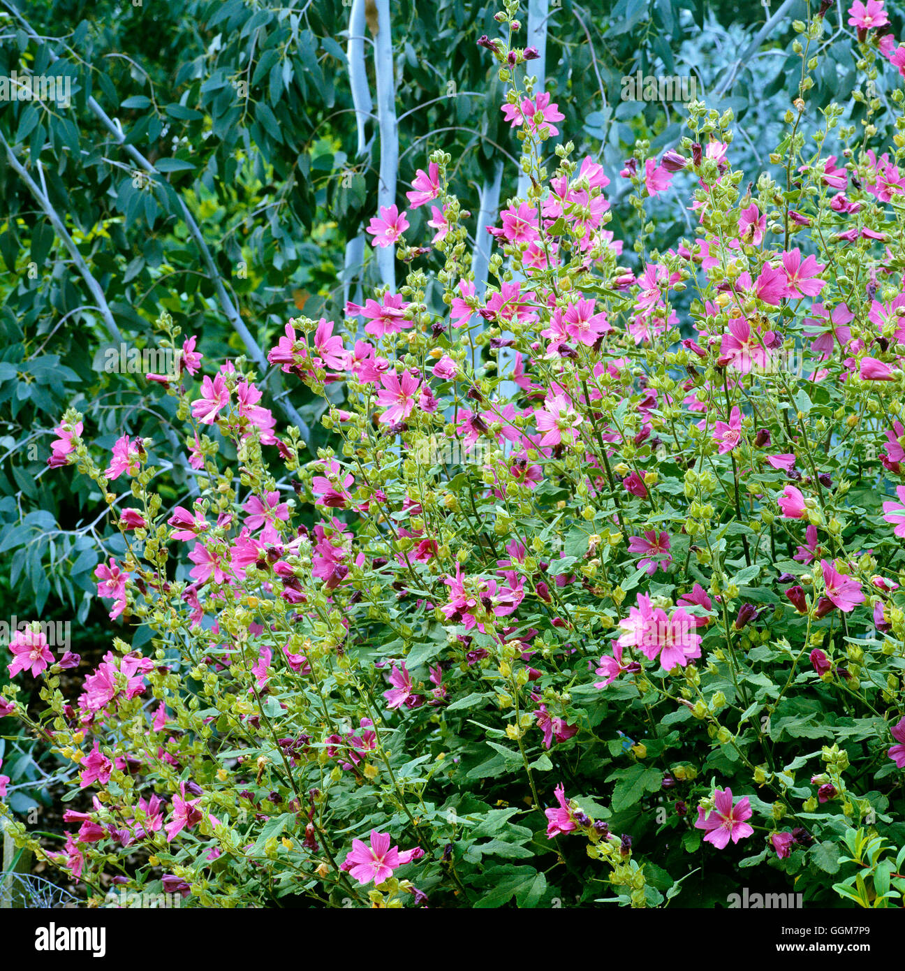 Lavatera x clementii - `Burgundy Wine' AGM TRS052466 Stock Photo - Alamy