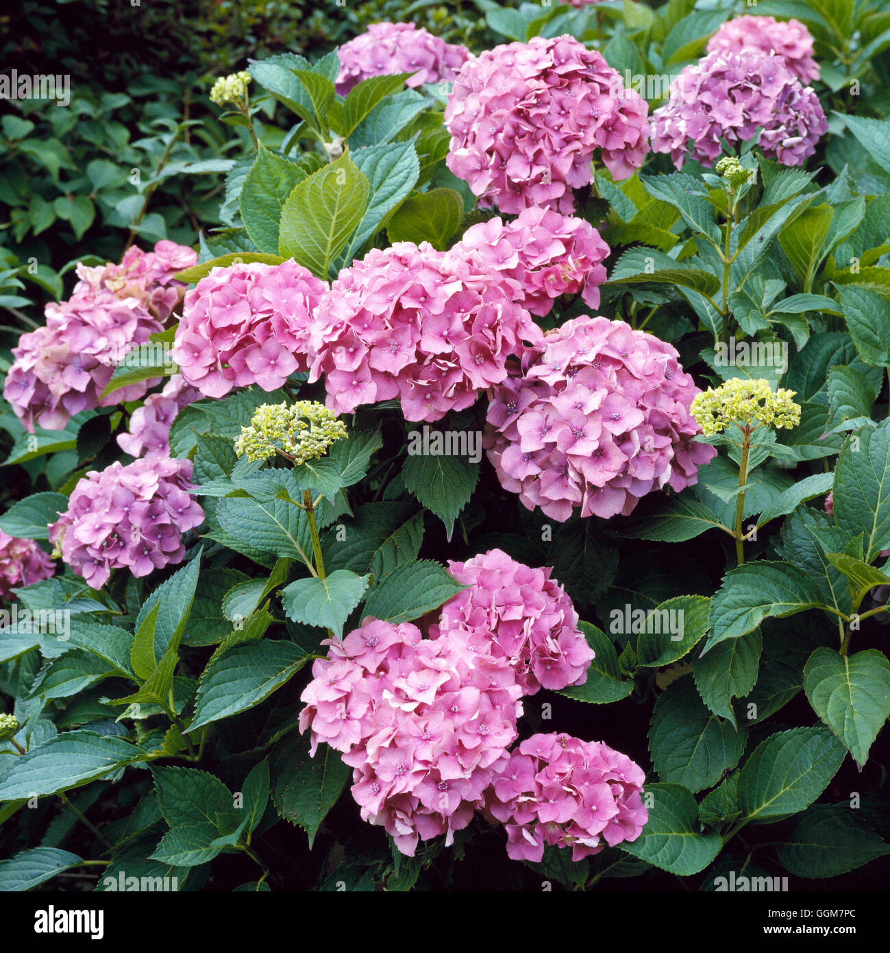 Hydrangea macrophylla - `Europa' AGM - (Hortensia) TRS052469 Stock ...
