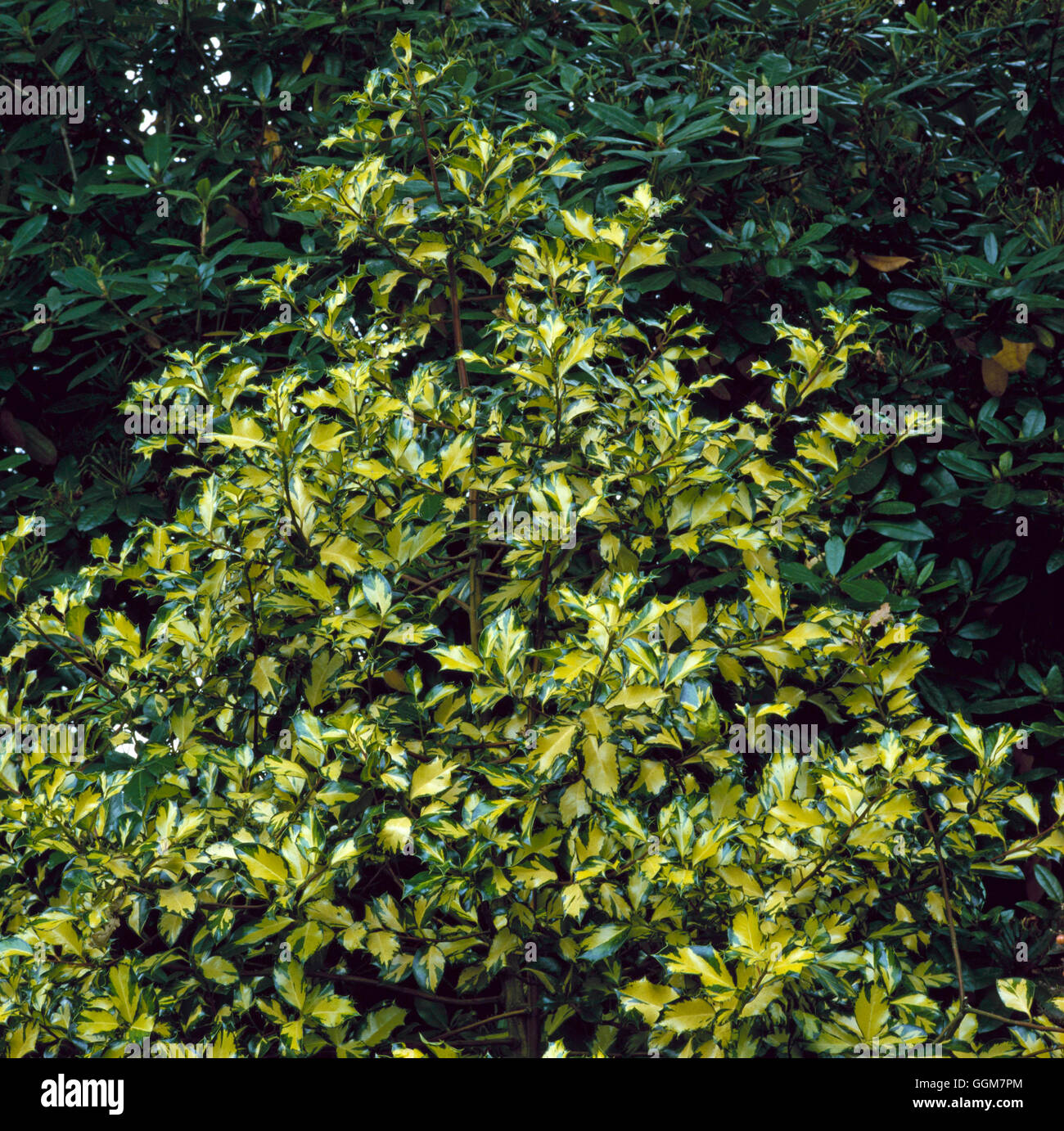 Milkboy hi-res stock photography and images - Alamy